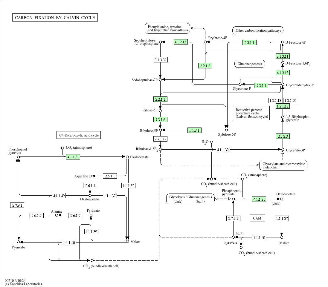 KEGG PATHWAY: Carbon fixation by Calvin cycle - Microbacterium testaceum