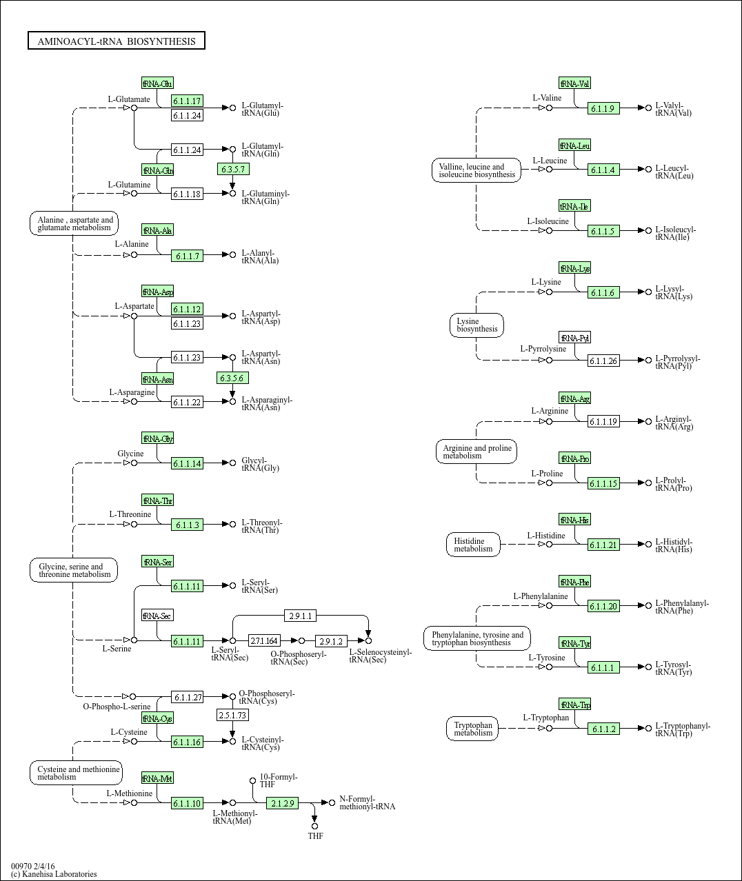 Kegg Pathway Aminoacyltrna Biosynthesis Catenovulum Sp KEGG PATHWAY: