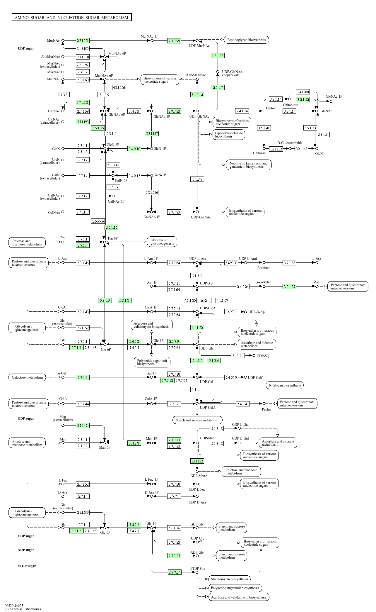 KEGG PATHWAY: Amino sugar and nucleotide sugar metabolism - Novosphingobium aromaticivorans