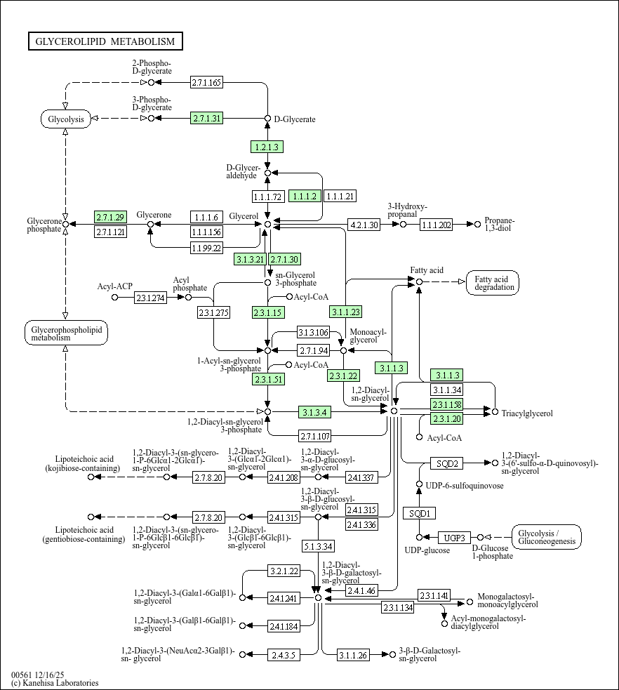 KEGG PATHWAY: Glycerolipid metabolism - Neurospora crassa