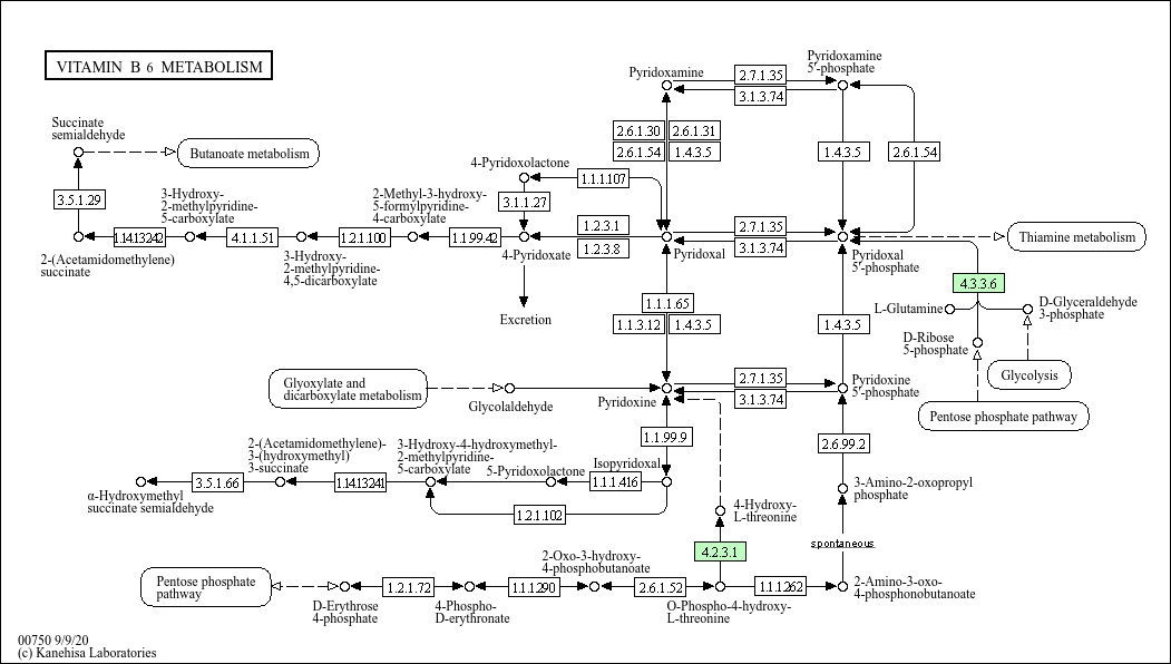 KEGG PATHWAY: Vitamin B6 metabolism - Nitrosopumilus adriaticus