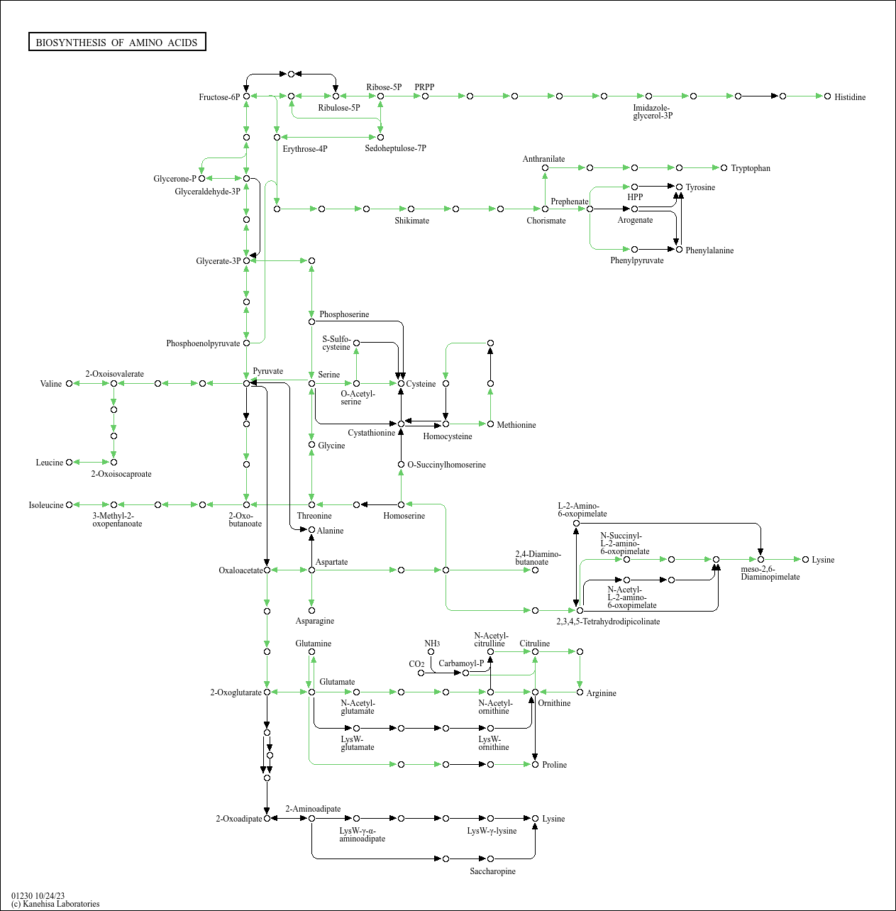 KEGG PATHWAY: Biosynthesis of amino acids - Nitrosococcus oceani