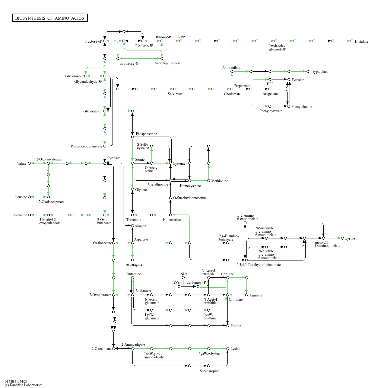 KEGG PATHWAY: Biosynthesis of amino acids - Nitrososphaera viennensis