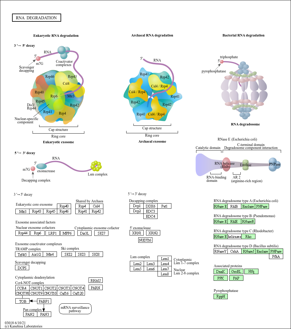 KEGG PATHWAY: RNA degradation - Nitrobacter winogradskyi