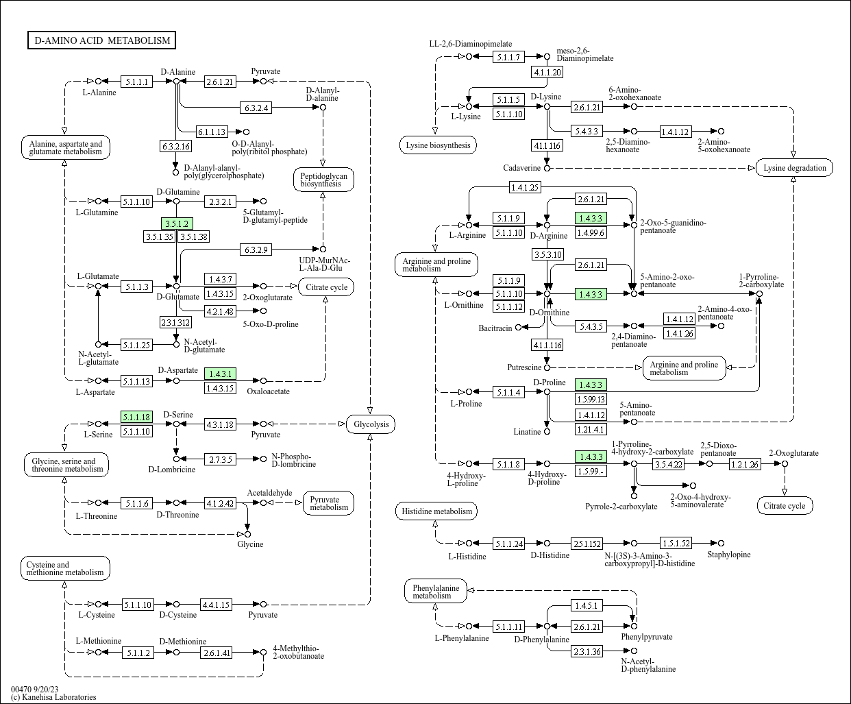 KEGG PATHWAY: D-Amino acid metabolism - Ovis aries (sheep)