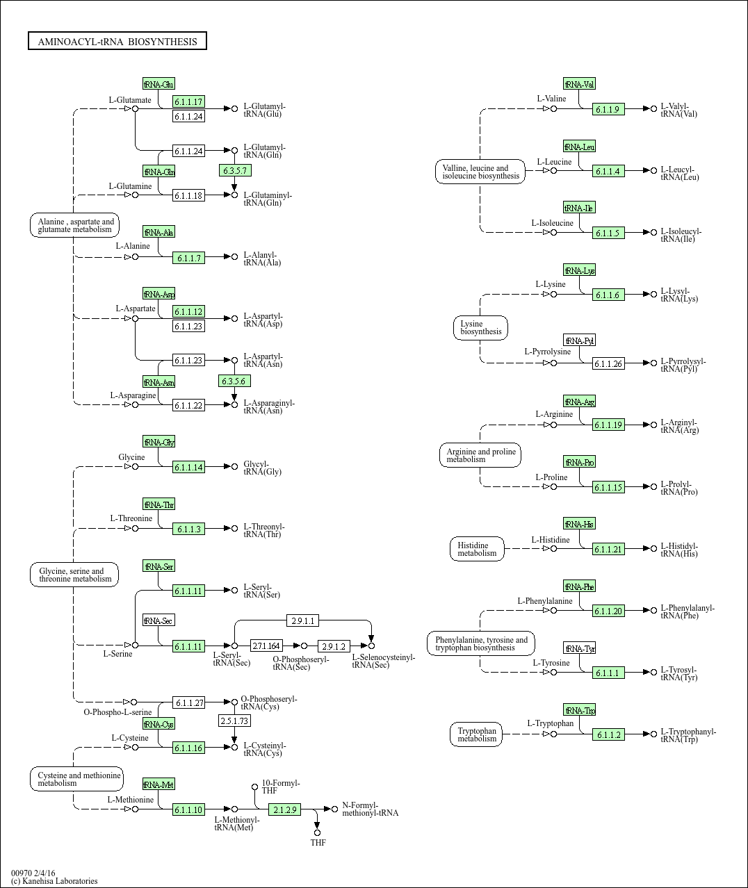 Kegg Pathway Aminoacyltrna Biosynthesis Catenovulum Sp KEGG PATHWAY: