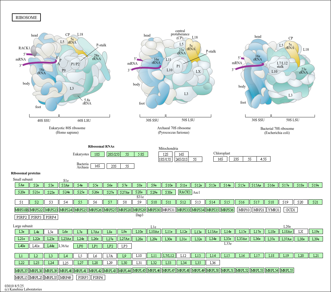 KEGG PATHWAY: Ribosome - Ooceraea biroi (clonal raider ant)