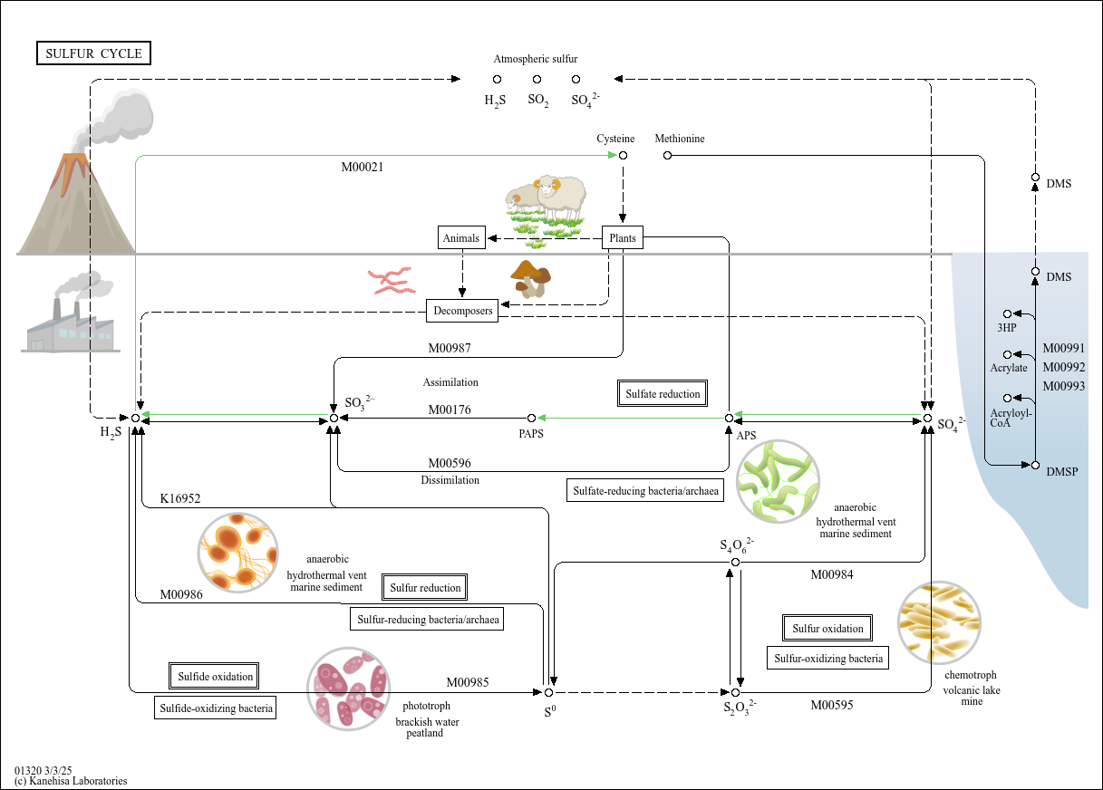 KEGG PATHWAY: Sulfur cycle - Ostrea edulis (European flat oyster)