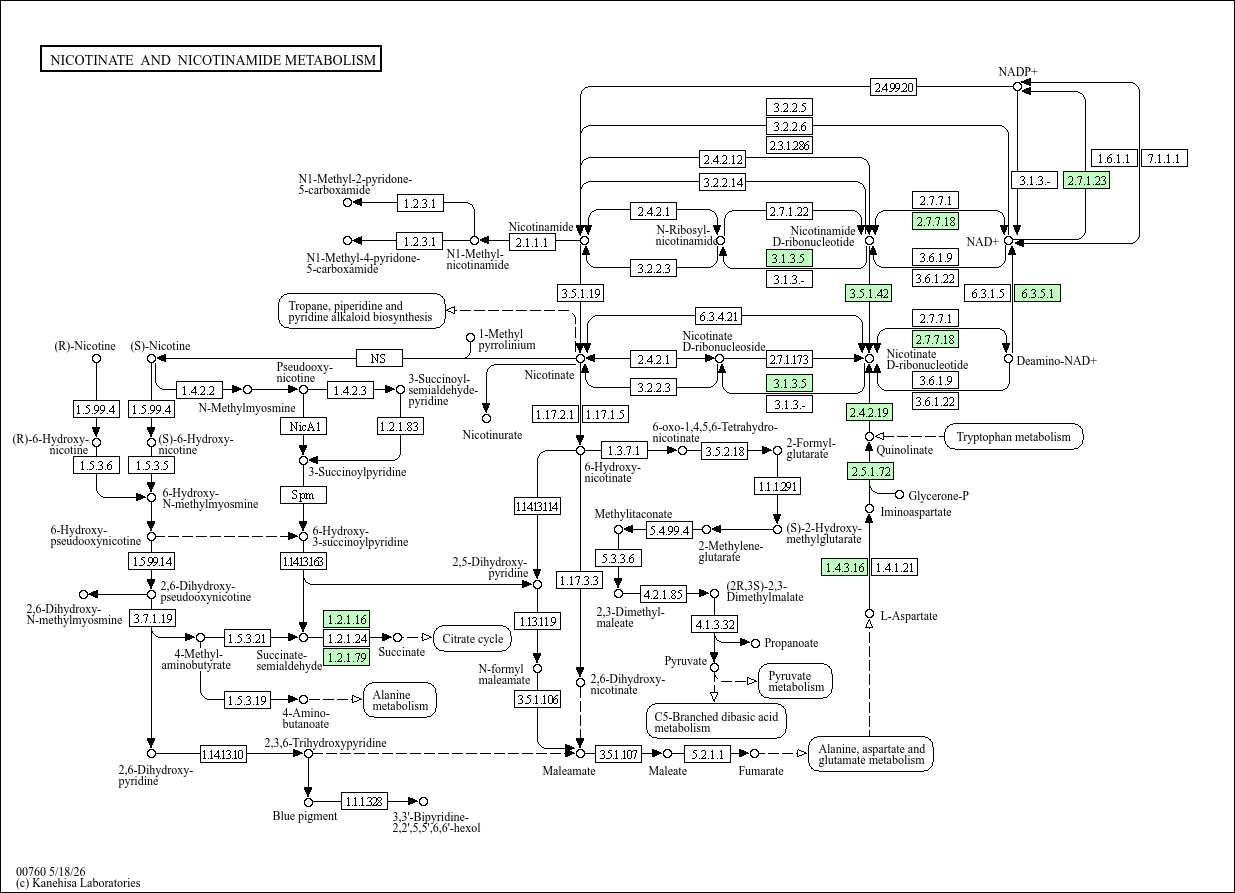 KEGG PATHWAY: Nicotinate and nicotinamide metabolism - Oxalobacter ...