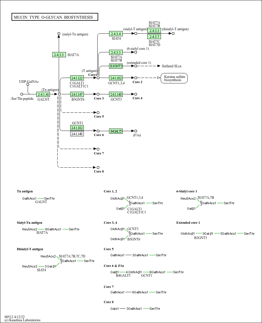KEGG PATHWAY: Mucin type O-glycan biosynthesis - Otolemur garnettii ...