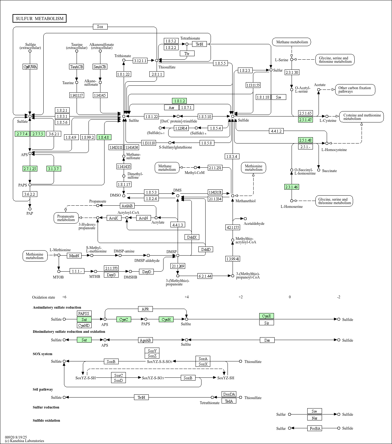 KEGG PATHWAY: Sulfur metabolism - Ogataea parapolymorpha