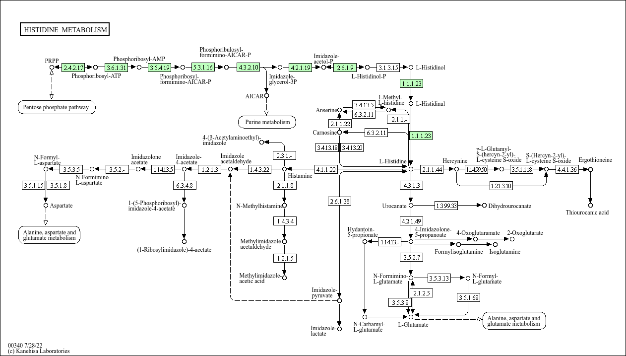 KEGG PATHWAY: Histidine metabolism - Pyrodictium abyssi
