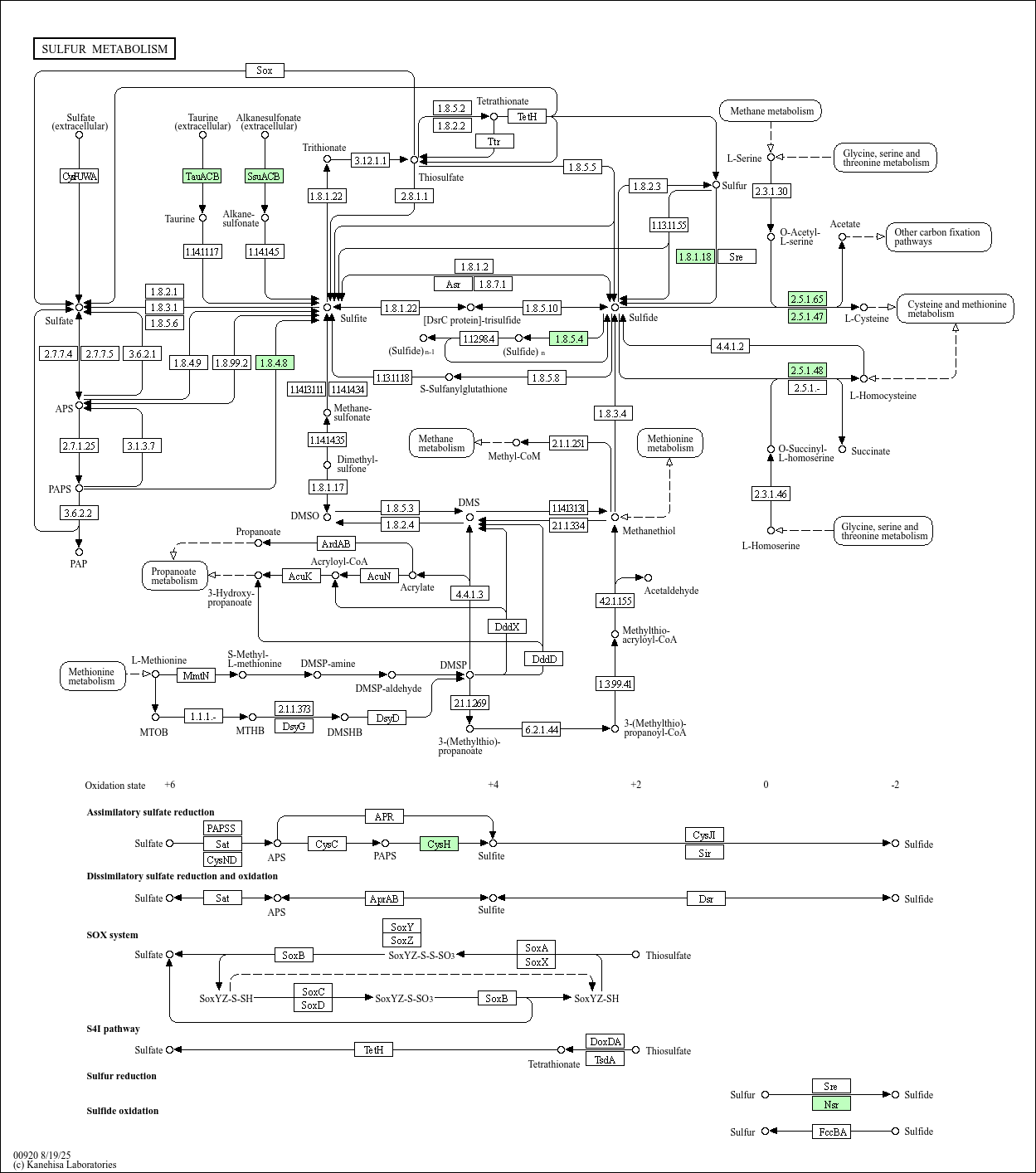 KEGG PATHWAY: Sulfur metabolism - Pyrodictium abyssi