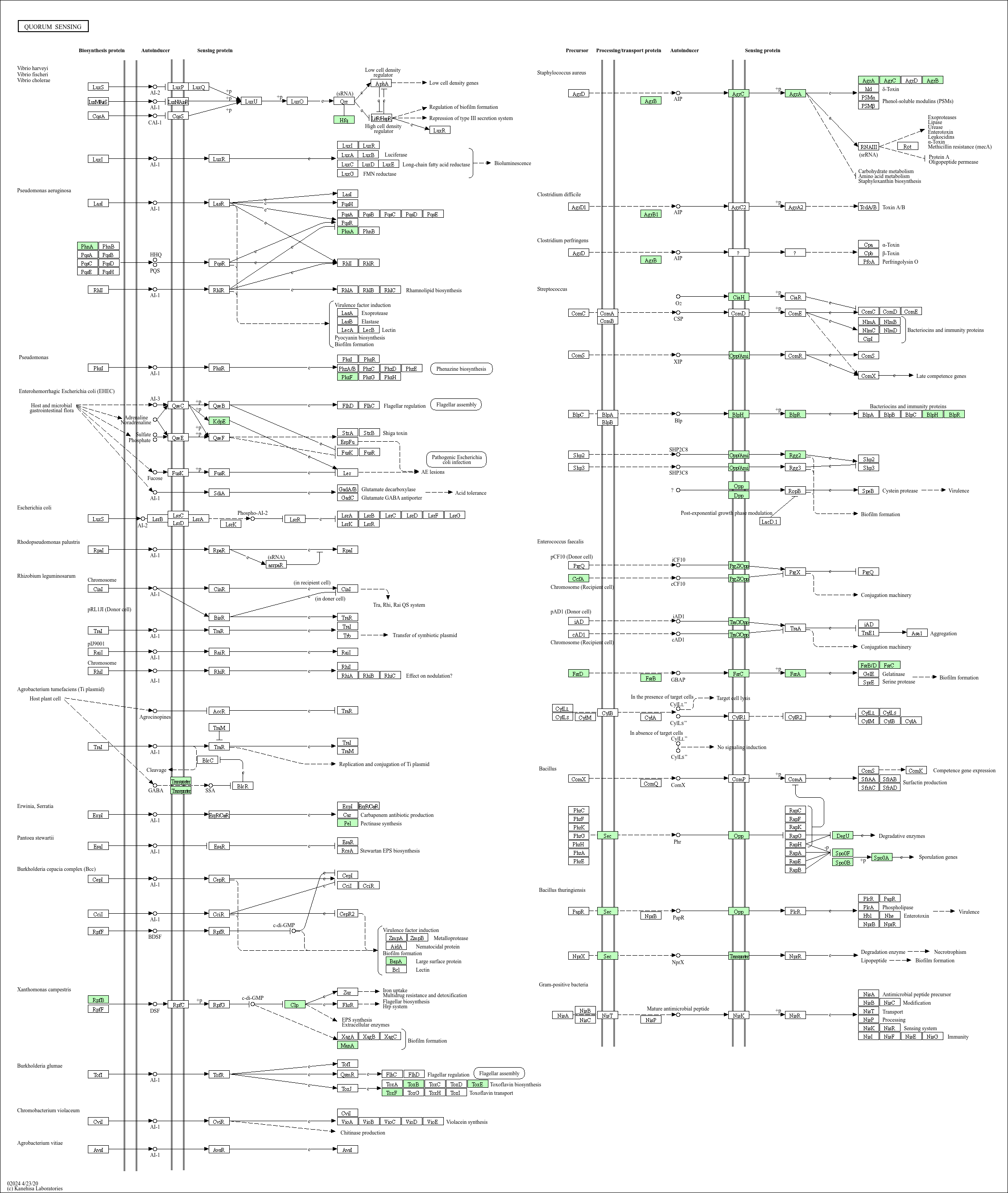 KEGG PATHWAY: Quorum sensing - Paenibacillus sp. FSL R7-0331