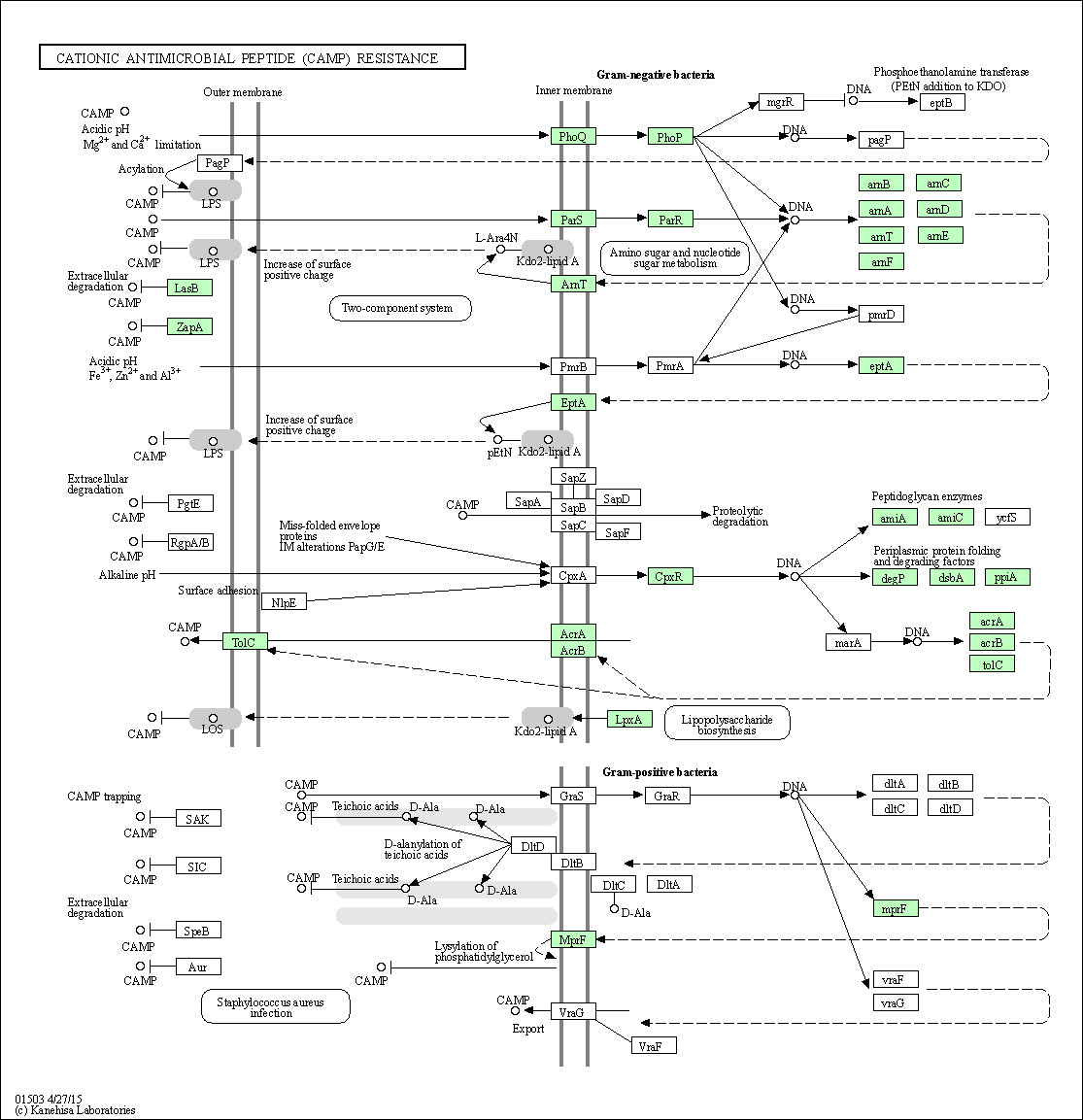 KEGG PATHWAY: Cationic antimicrobial peptide (CAMP) resistance ...