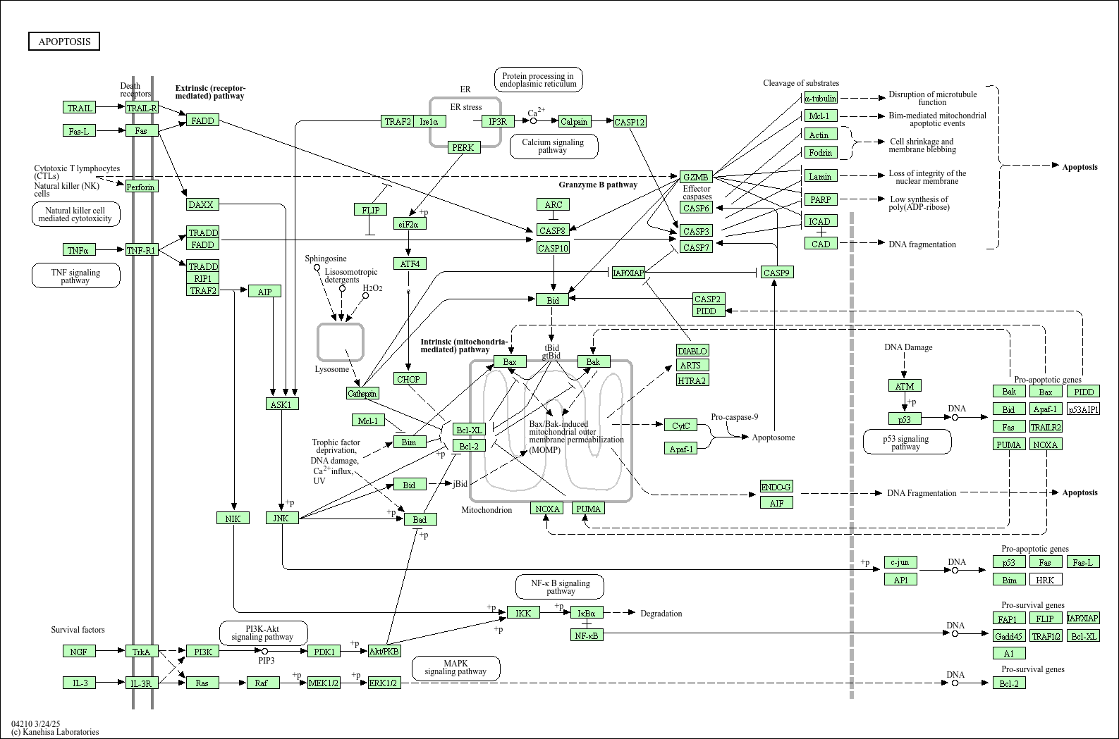 KEGG PATHWAY: Apoptosis - Pteropus alecto (black flying fox)
