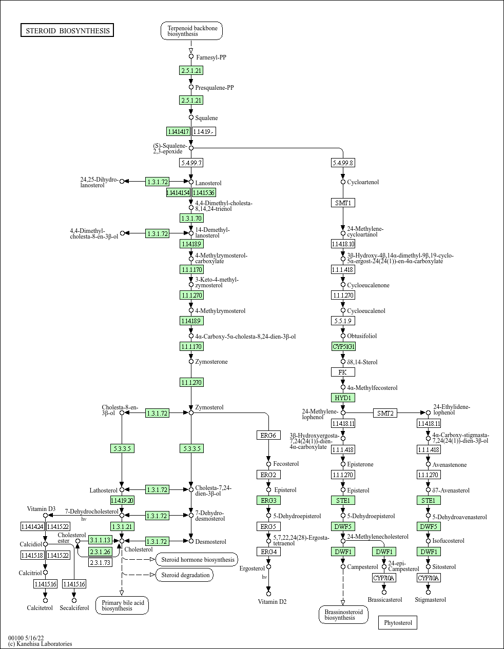 KEGG PATHWAY: Steroid biosynthesis - Pomacea canaliculata (golden apple ...