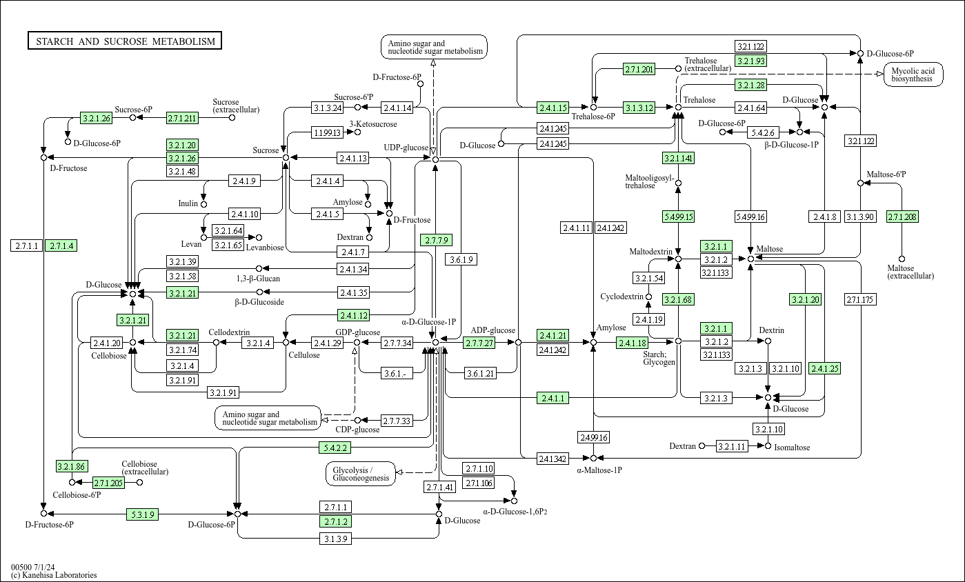 KEGG PATHWAY: Starch and sucrose metabolism - Mixta calida