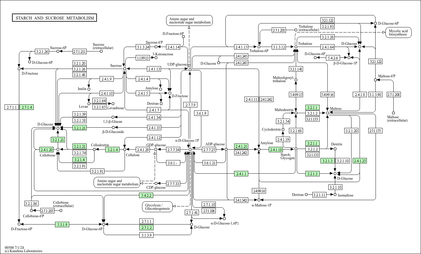 KEGG PATHWAY: Starch and sucrose metabolism - Segatella copri