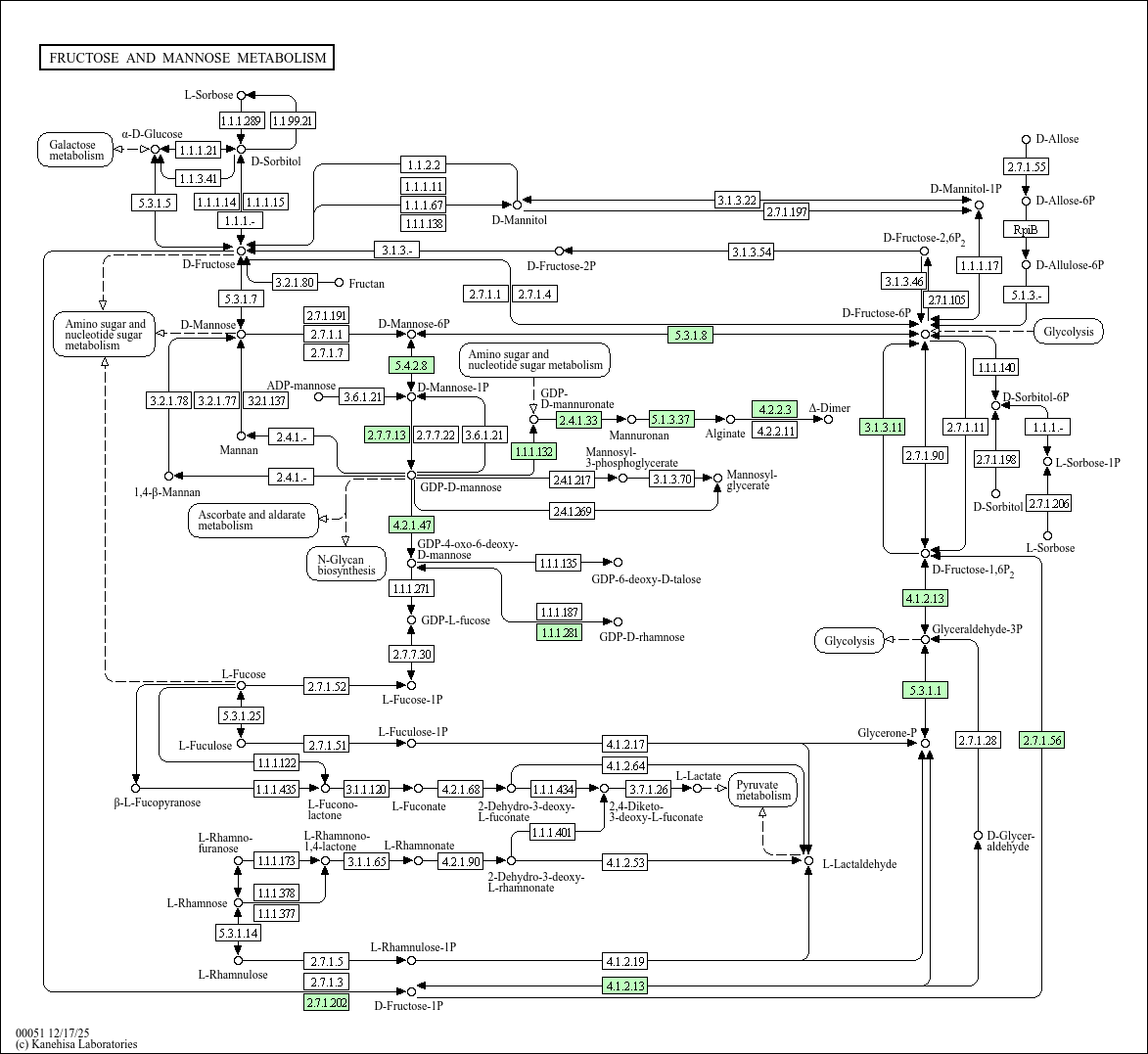 KEGG PATHWAY: Fructose and mannose metabolism - Pseudomonas citronellolis