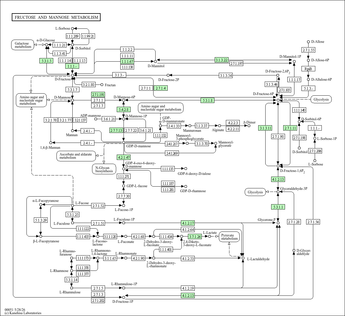 KEGG PATHWAY: Fructose and mannose metabolism - Paracoccus denitrificans