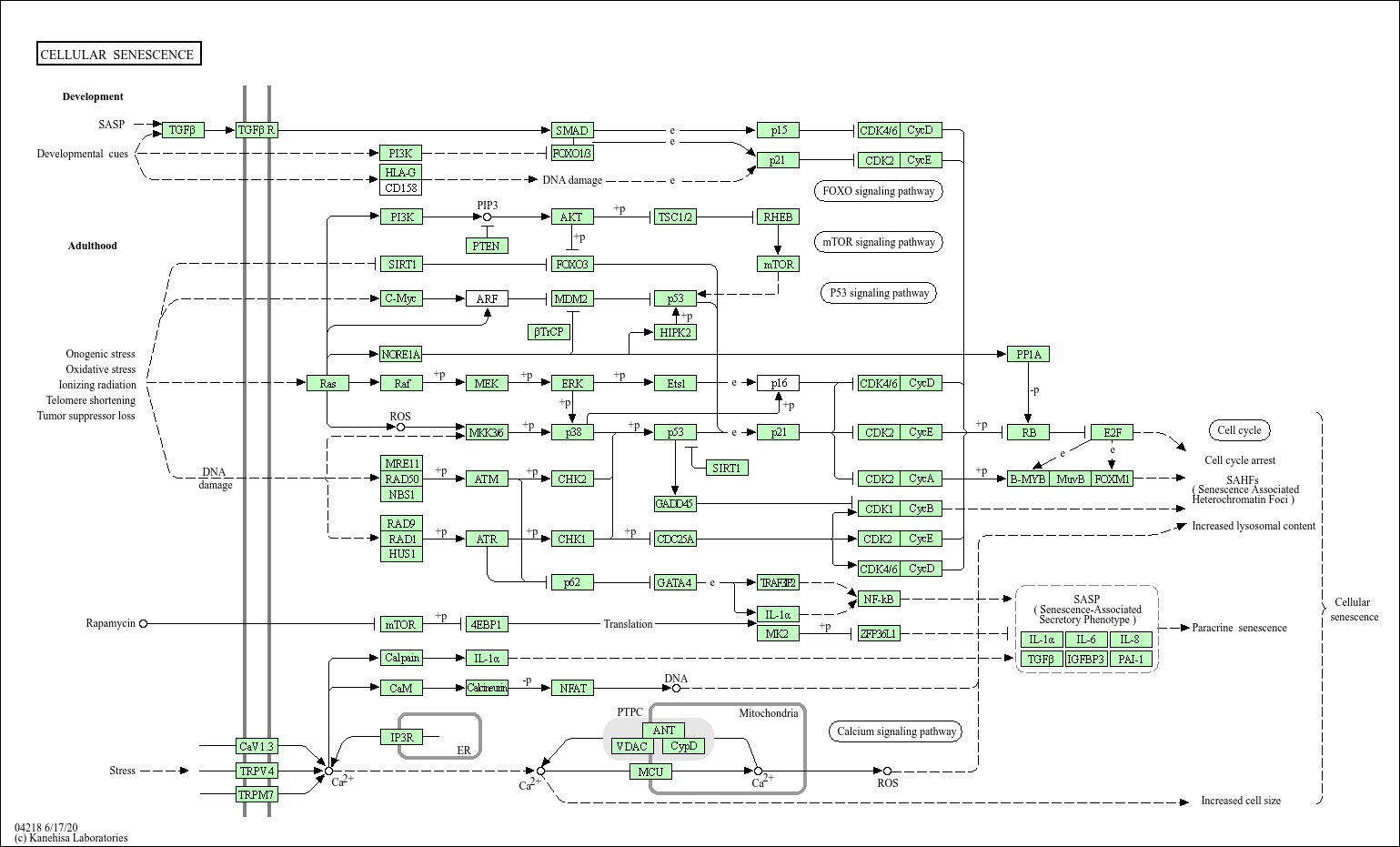 KEGG PATHWAY: Cellular senescence - Phyllostomus discolor (pale spear ...