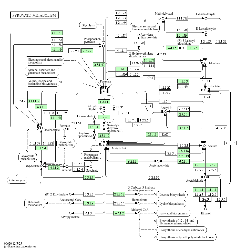 KEGG PATHWAY: Pyruvate metabolism - Pseudomonas sp. ATCC 13867