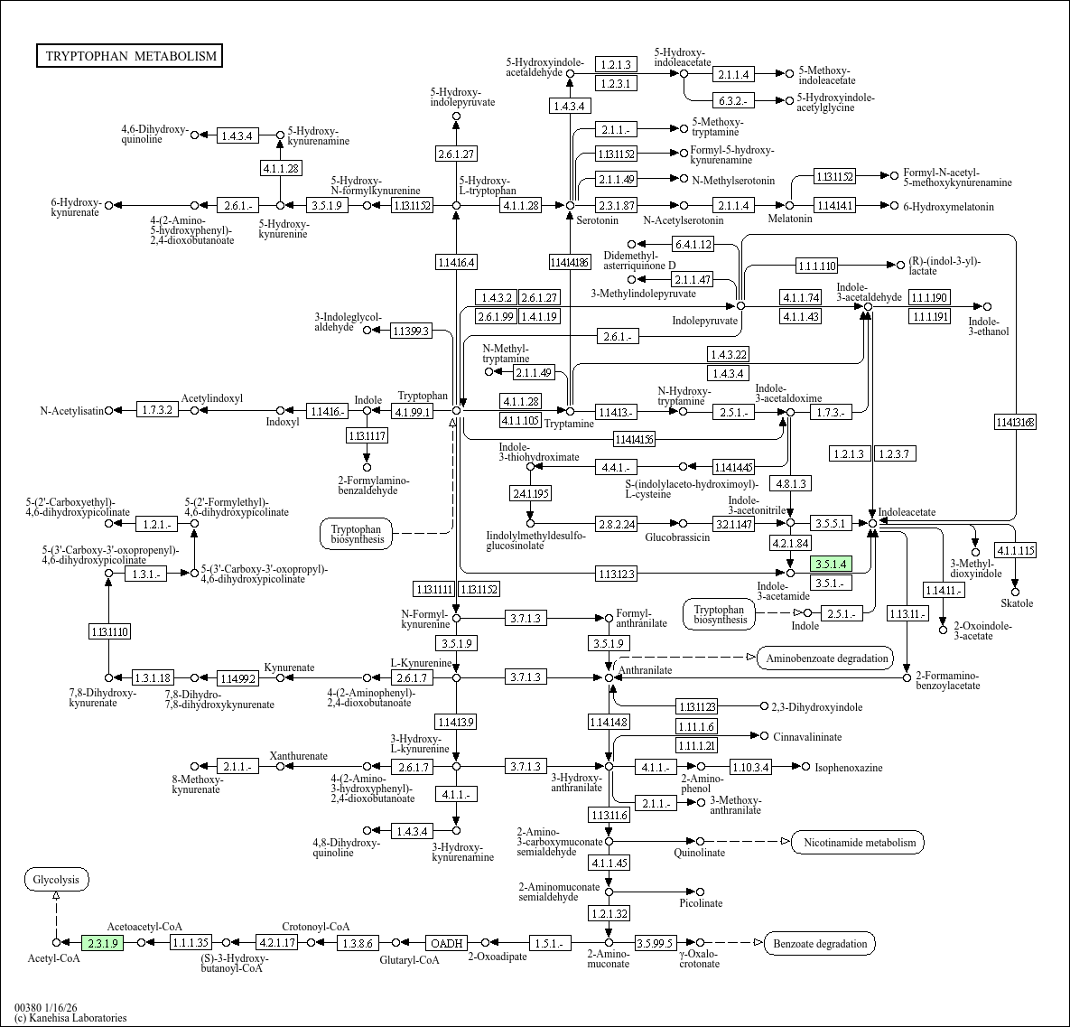 KEGG PATHWAY: Tryptophan metabolism - Pyrococcus furiosus DSM 3638