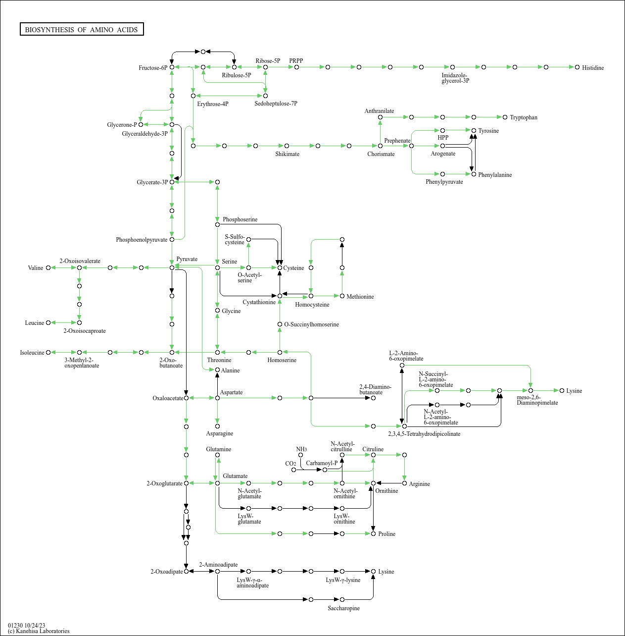 KEGG PATHWAY: Biosynthesis of amino acids - Proteus hauseri