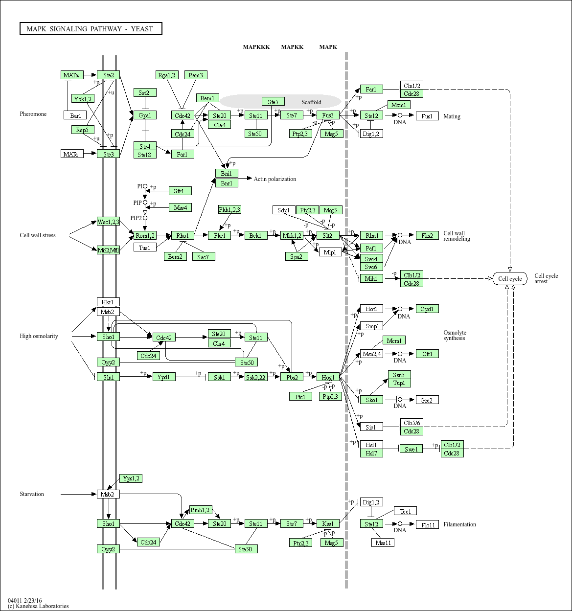 Kegg Pathway Mapk Signaling Pathway Yeast Pichia Kudriavzevii 2770
