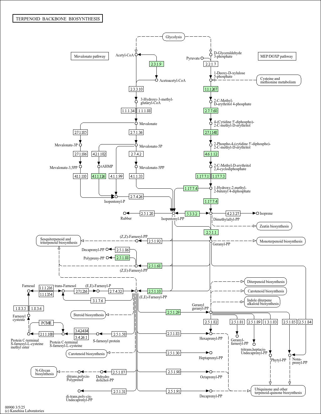 KEGG PATHWAY: Terpenoid backbone biosynthesis - Plantactinospora sp. BC1
