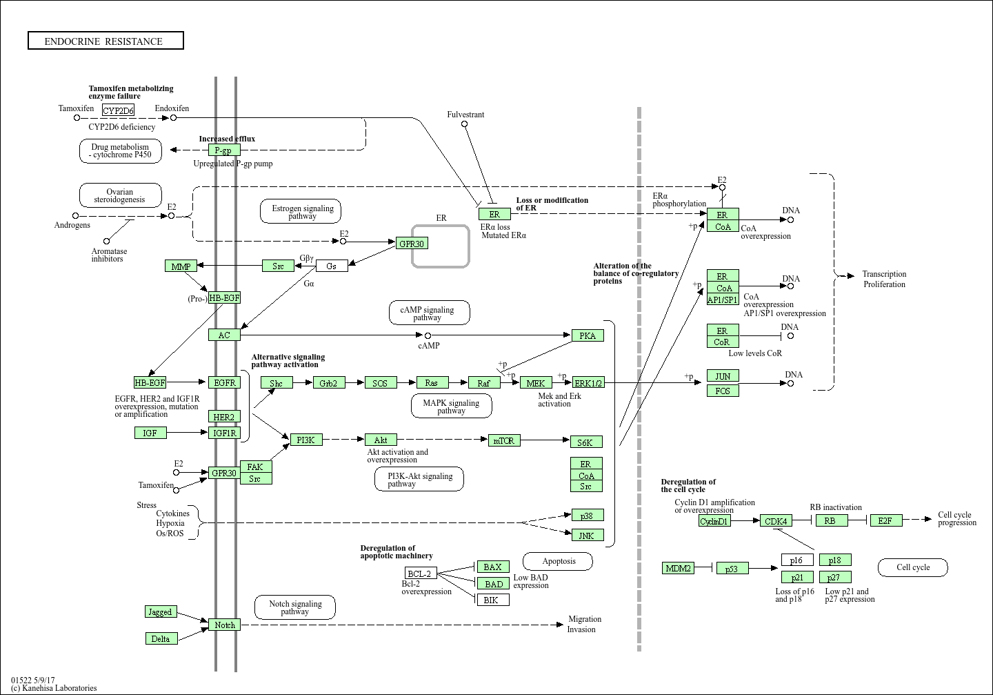 KEGG PATHWAY: Endocrine resistance - Peromyscus maniculatus bairdii ...