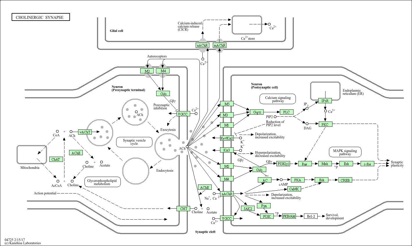 KEGG PATHWAY: Cholinergic synapse - Peromyscus maniculatus bairdii ...