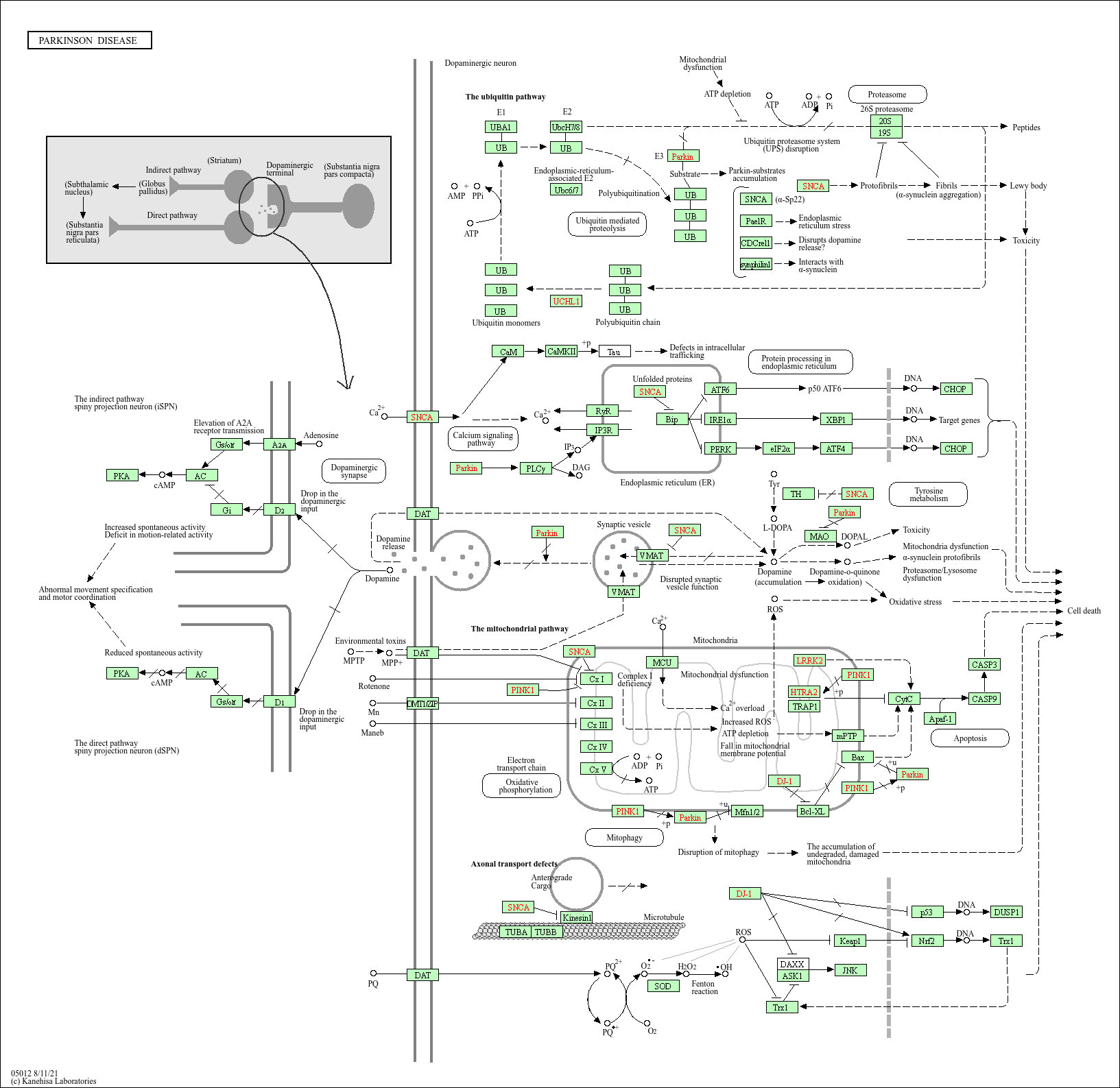 KEGG PATHWAY: Parkinson disease - Peromyscus maniculatus bairdii ...