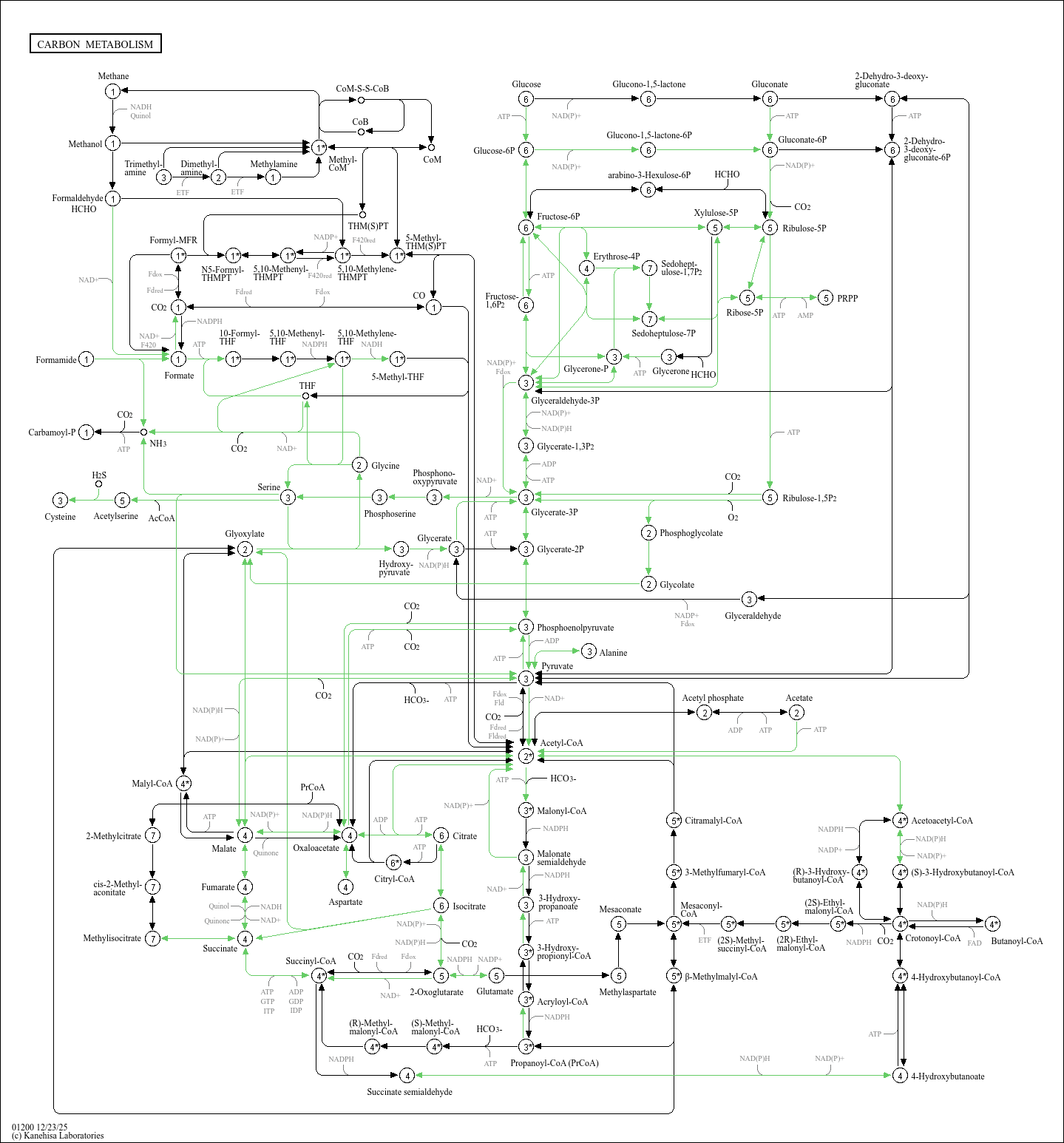 KEGG PATHWAY: Carbon metabolism - Populus trichocarpa (black cottonwood)