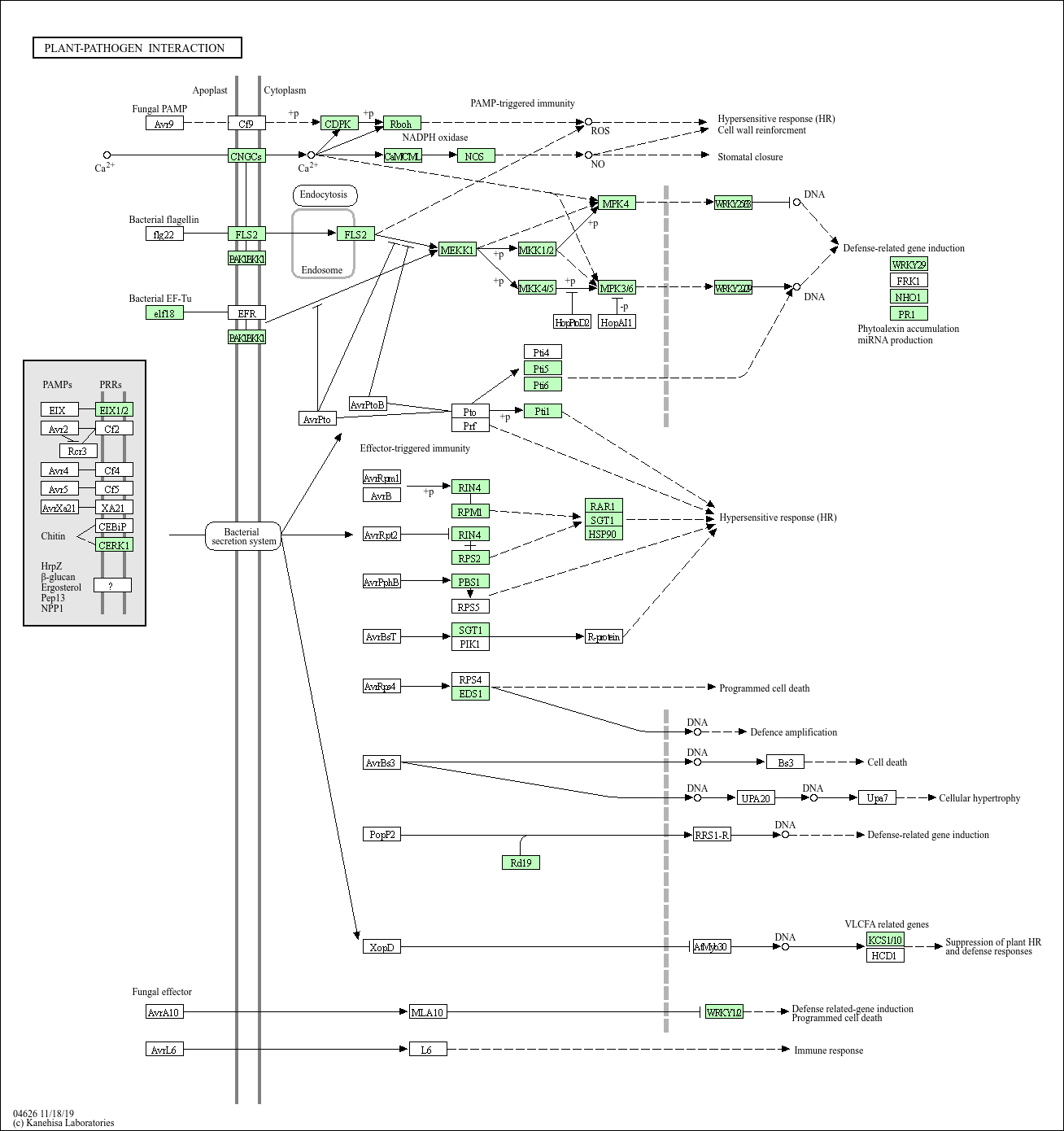 KEGG PATHWAY: Plant-pathogen interaction - Prunus persica (peach)