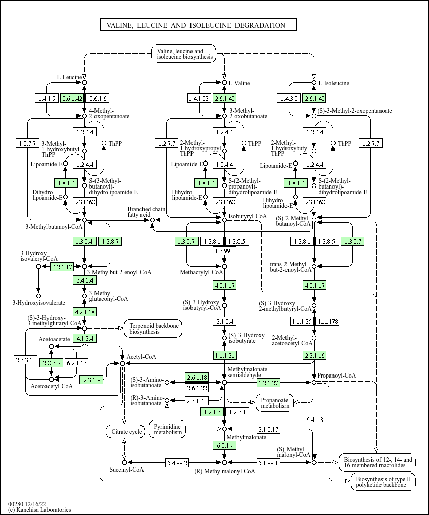 KEGG PATHWAY: Valine, leucine and isoleucine degradation - Pandoraea ...