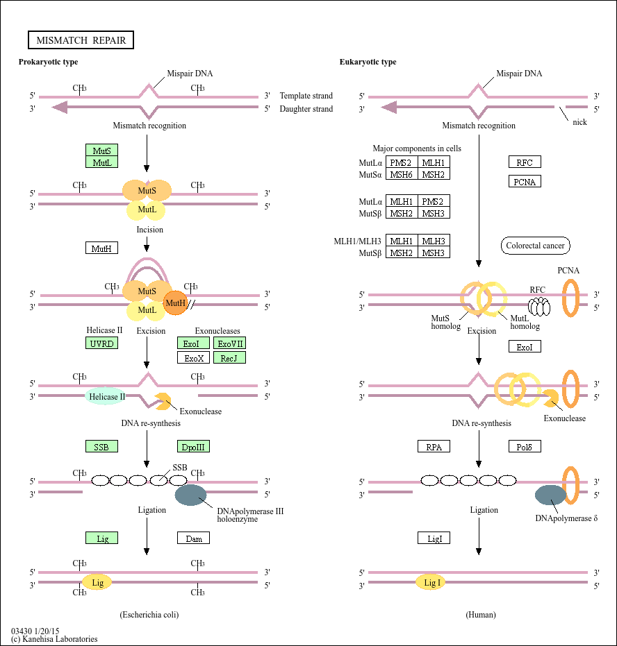 KEGG PATHWAY: Mismatch repair - Ectopseudomonas oleovorans