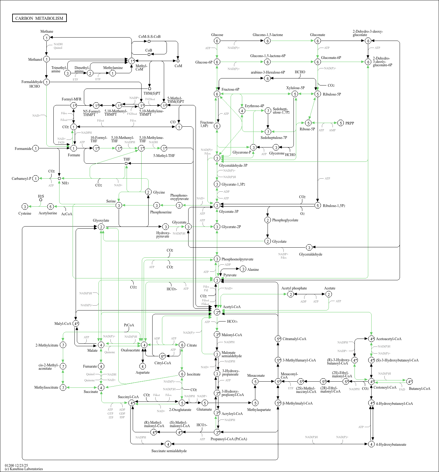 KEGG PATHWAY: Carbon metabolism - Pseudomonas putida S16
