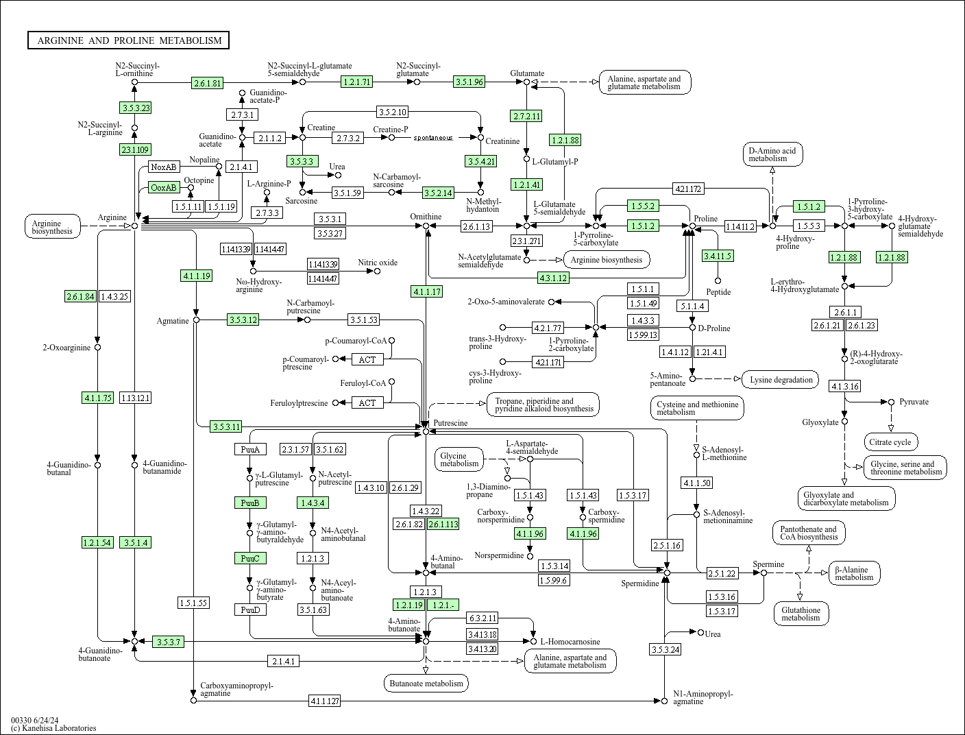 KEGG PATHWAY: Arginine and proline metabolism - Pseudomonas putida KT2440