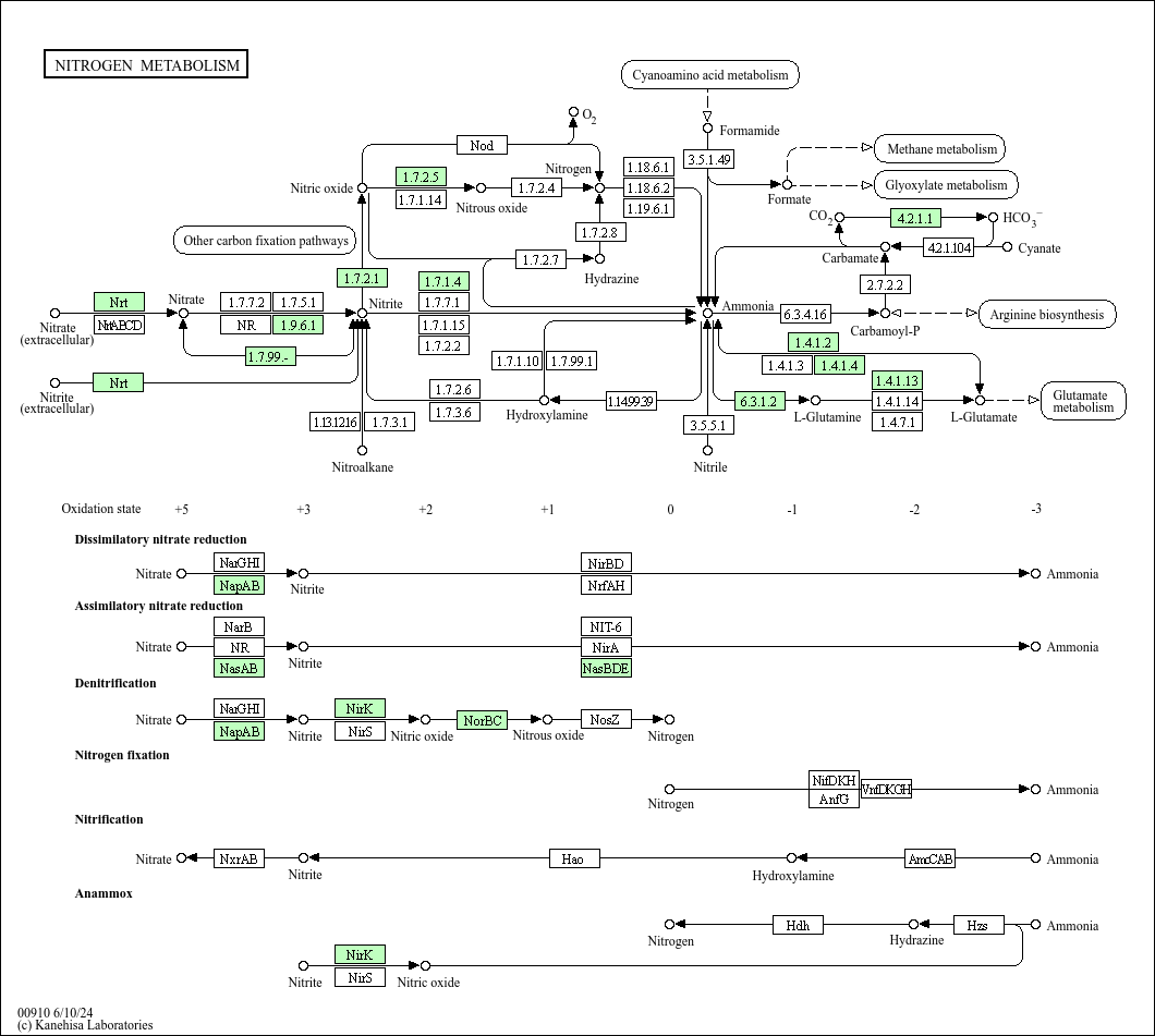 KEGG PATHWAY: Nitrogen metabolism - Pseudoxanthomonas suwonensis 11-1