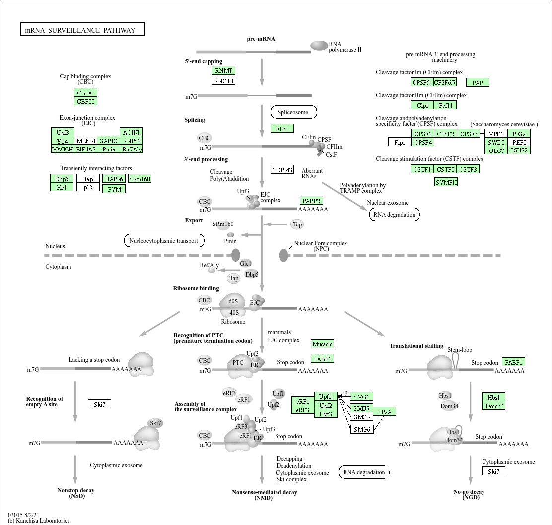 KEGG PATHWAY: mRNA surveillance pathway - Primulina tabacum
