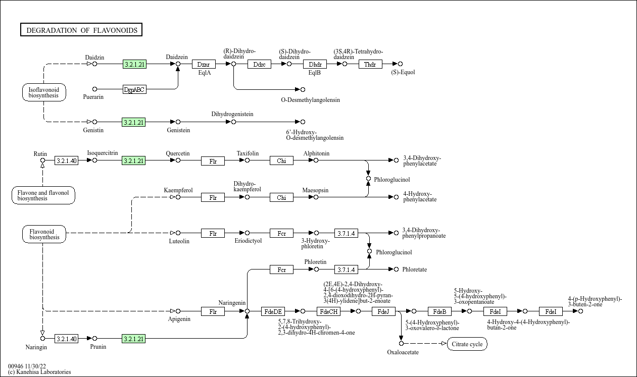 KEGG PATHWAY: Degradation of flavonoids - Pseudomonas taetrolens