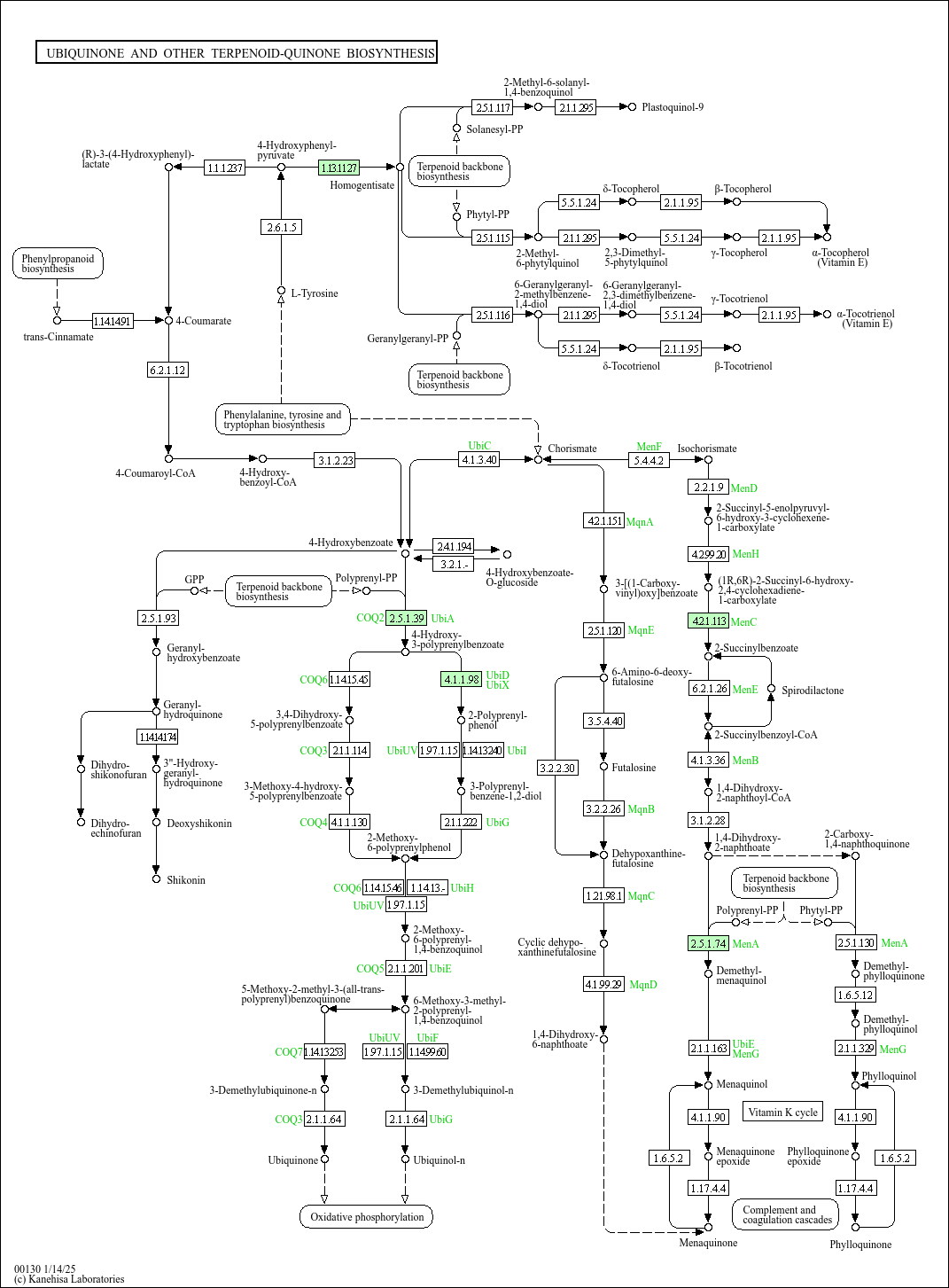 KEGG PATHWAY: Ubiquinone and other terpenoid-quinone biosynthesis ...