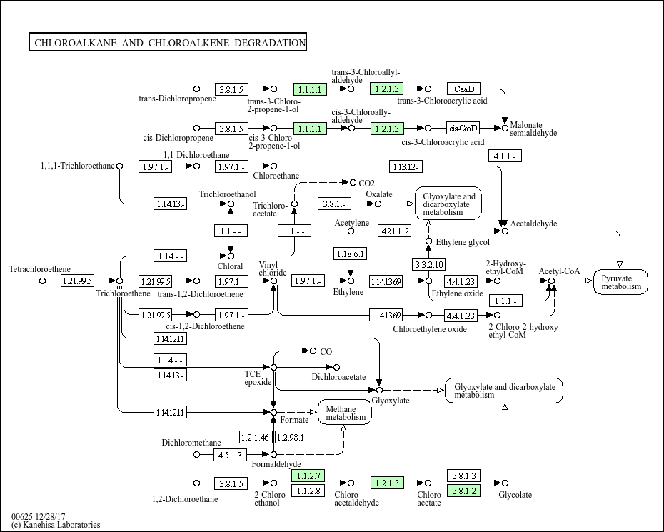 KEGG PATHWAY: Chloroalkane and chloroalkene degradation - Paracoccus yeei