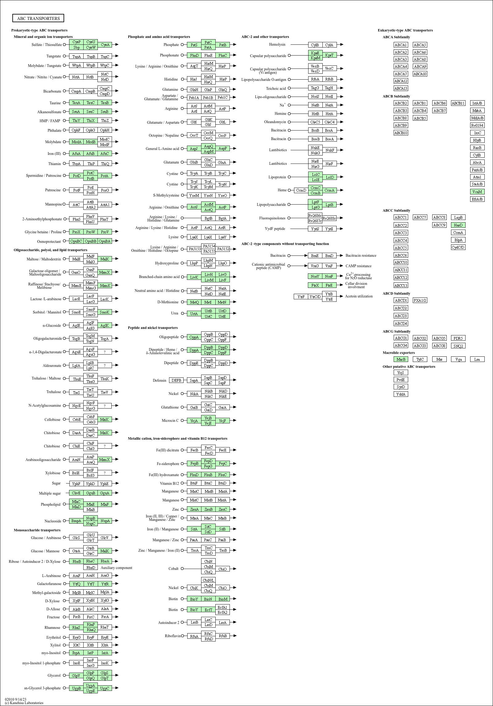 KEGG PATHWAY: ABC transporters - Paracoccus yeei