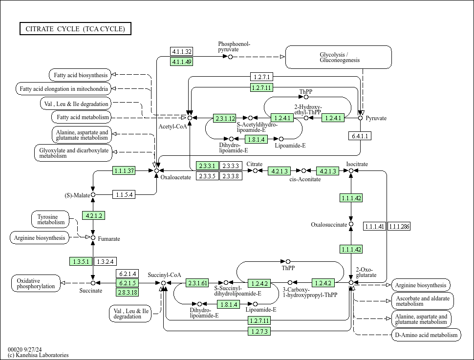 KEGG PATHWAY: Citrate cycle (TCA cycle) - Qipengyuania spongiae