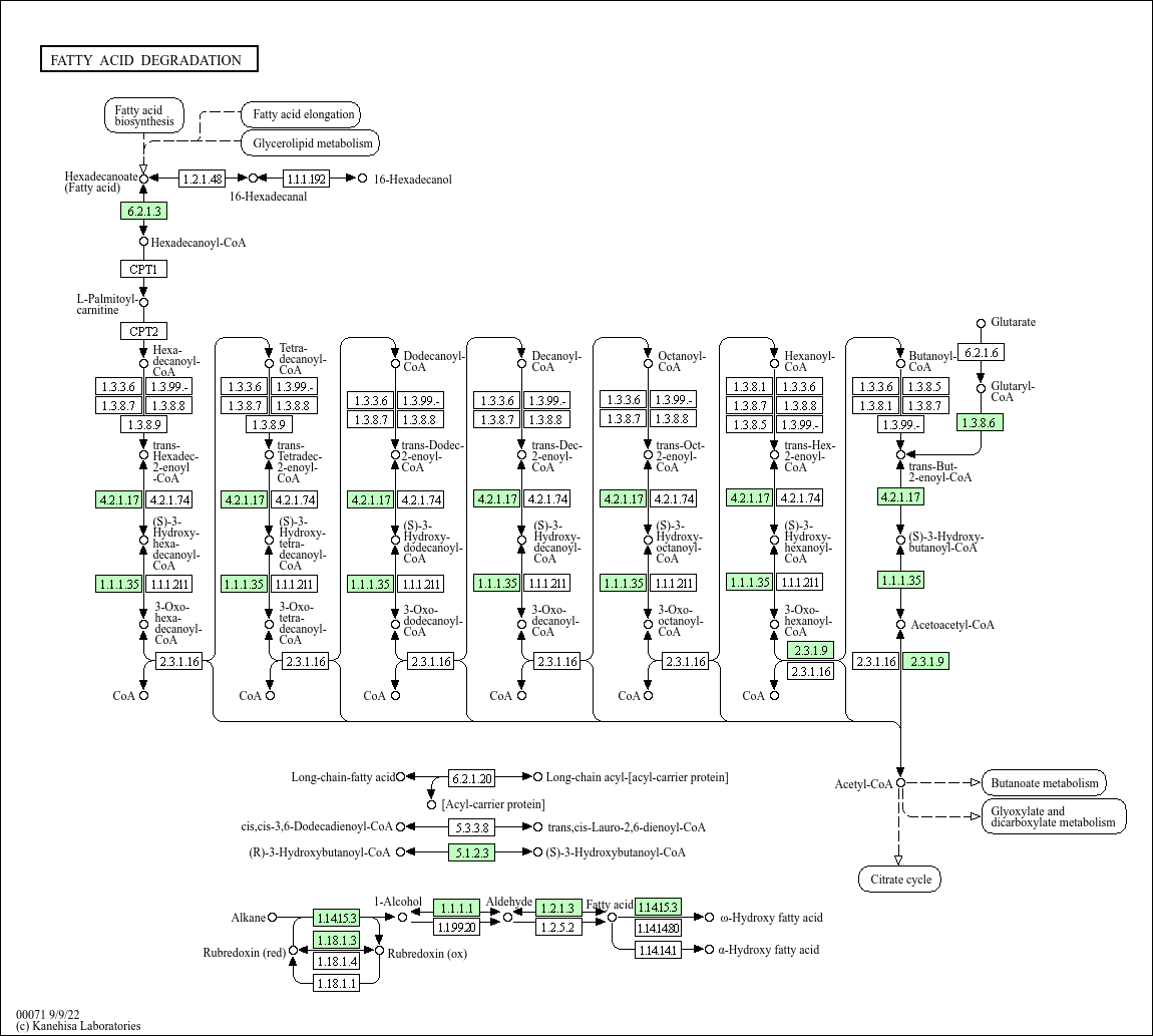 KEGG PATHWAY: Fatty acid degradation - Rhodobacter capsulatus
