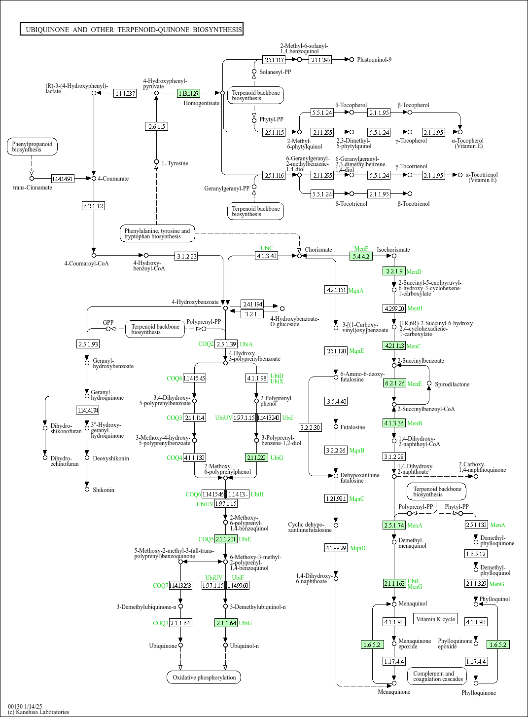 KEGG PATHWAY: Ubiquinone and other terpenoid-quinone biosynthesis ...