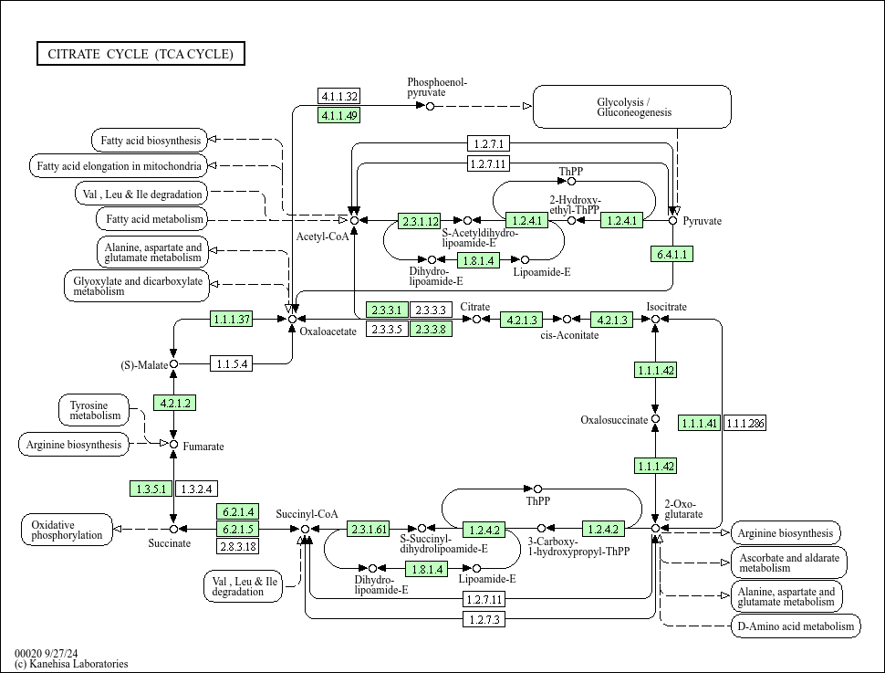 KEGG PATHWAY: Citrate cycle (TCA cycle) - Rhizophagus irregularis